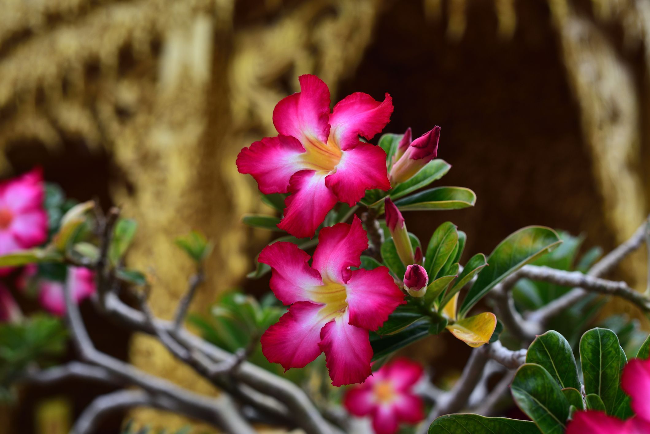 Desert Rose Wallpapers - Top Free Desert Rose Backgrounds - WallpaperAccess