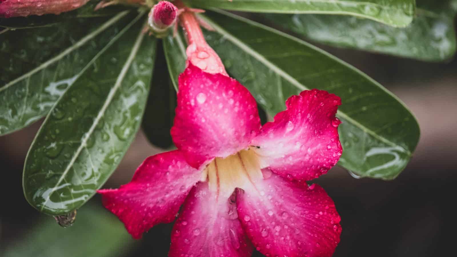 Desert Rose Wallpapers - Top Free Desert Rose Backgrounds - WallpaperAccess