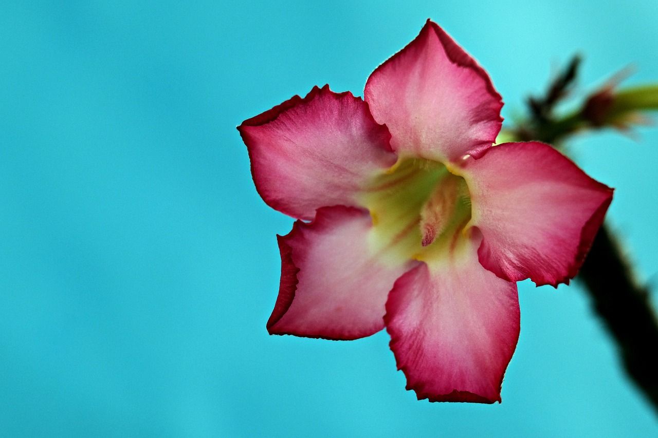 Desert Rose Wallpapers - Top Free Desert Rose Backgrounds - WallpaperAccess