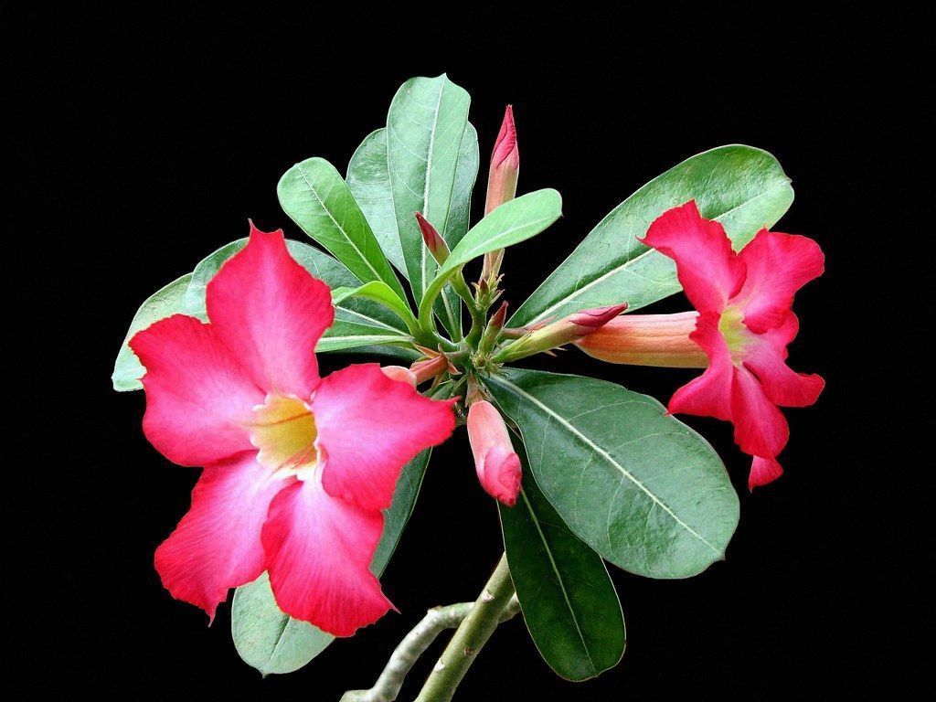 Desert Rose Wallpapers - Top Free Desert Rose Backgrounds - WallpaperAccess