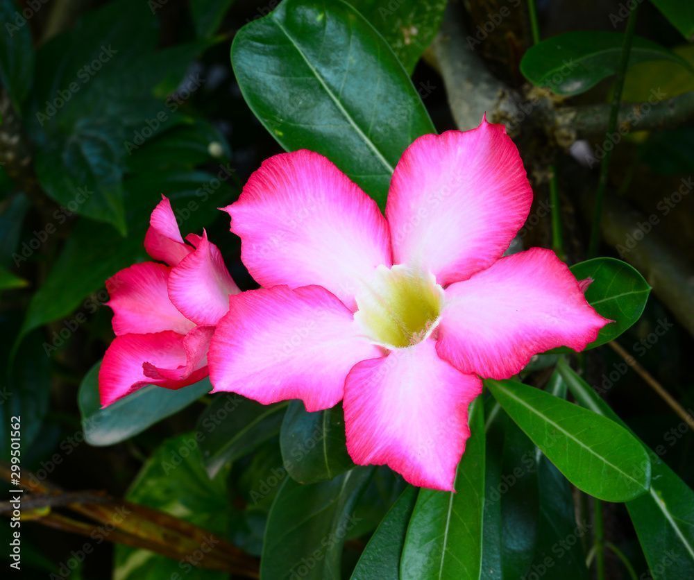 Desert Rose Wallpapers - Top Free Desert Rose Backgrounds - WallpaperAccess