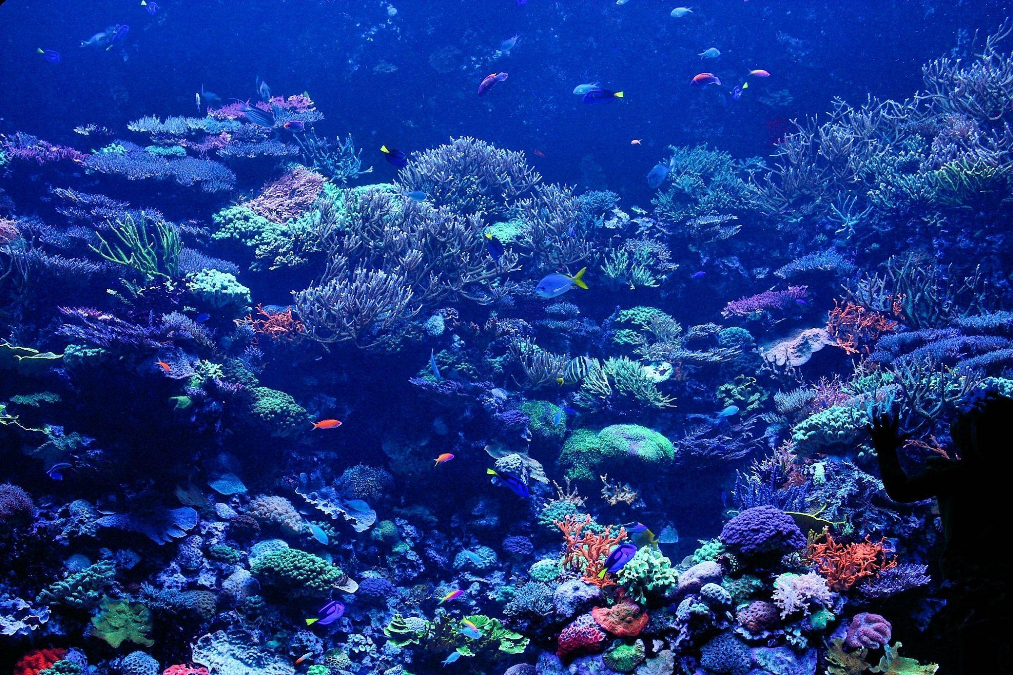 Coral Reef Desktop Wallpapers - Top Free Coral Reef Desktop Backgrounds ...