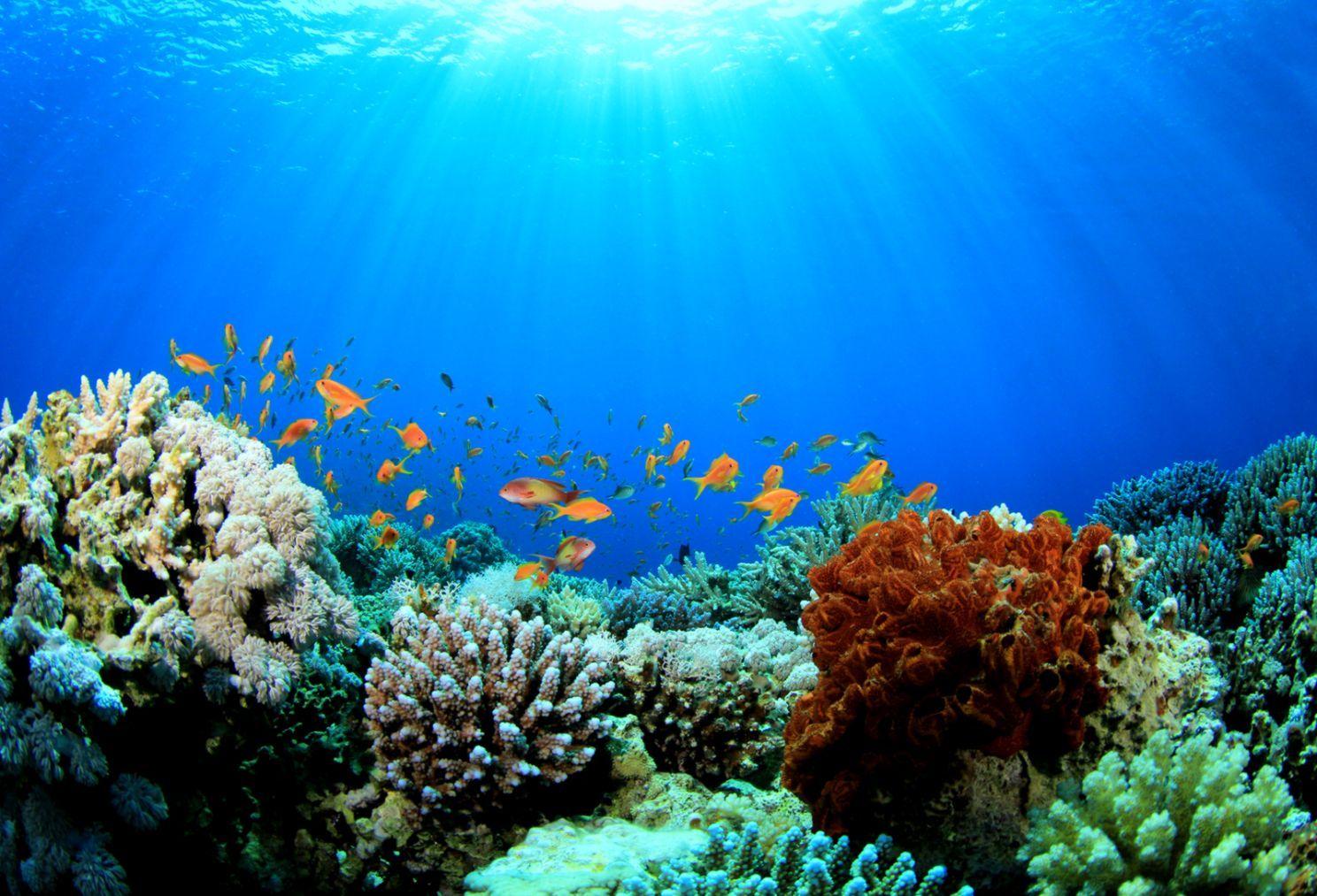 Coral Reef Desktop Wallpapers - Top Free Coral Reef Desktop Backgrounds ...
