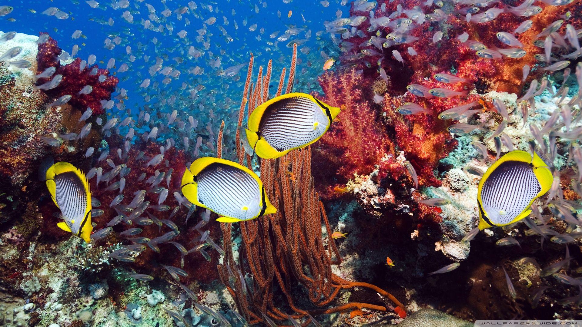 Coral Reef Desktop Wallpapers - Top Free Coral Reef Desktop Backgrounds ...