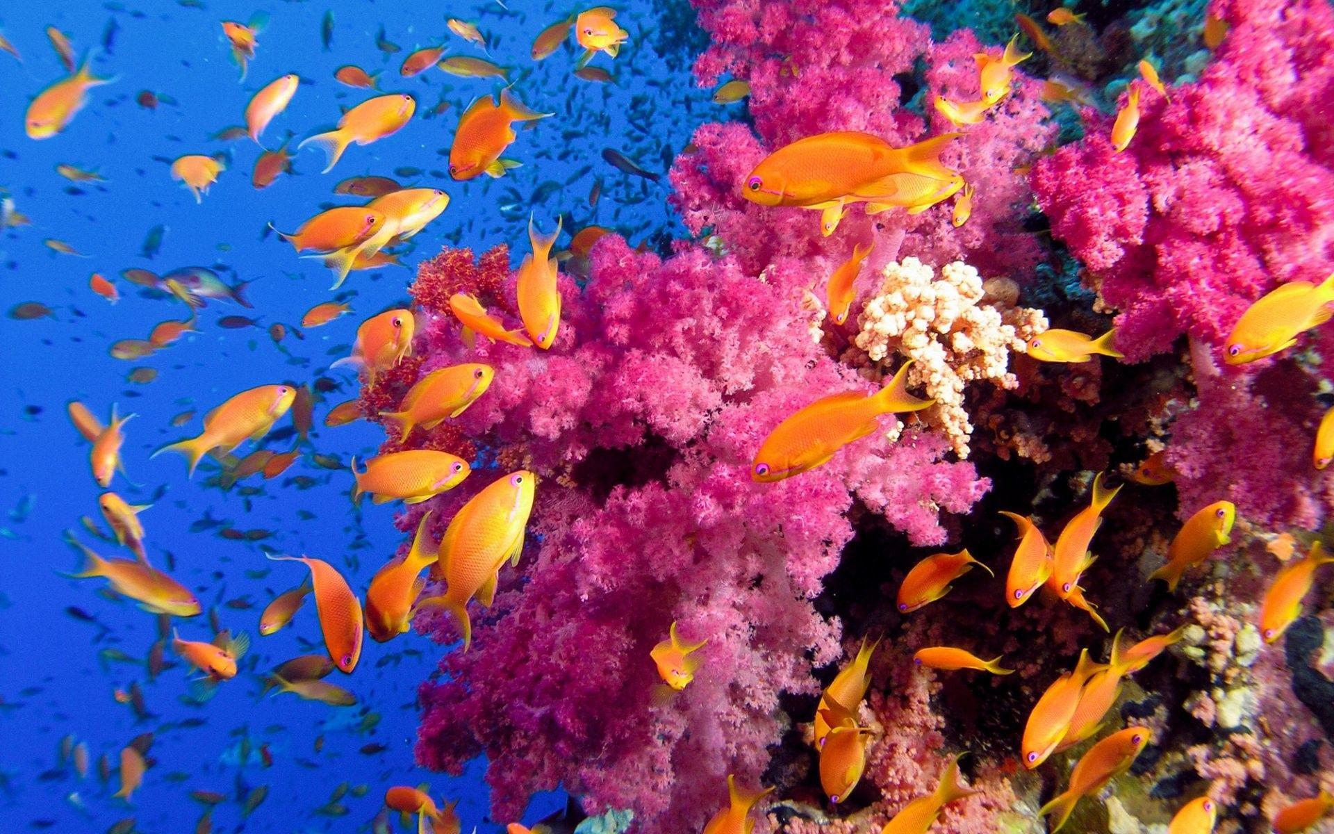 Coral Reef Desktop Wallpapers - Top Free Coral Reef Desktop Backgrounds ...