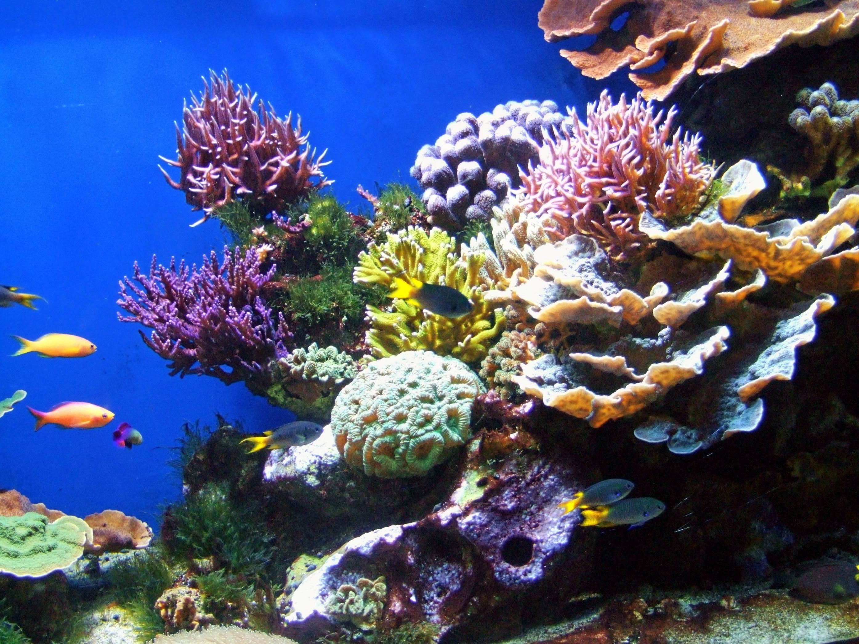Coral Reef Desktop Wallpapers - Top Free Coral Reef Desktop Backgrounds ...
