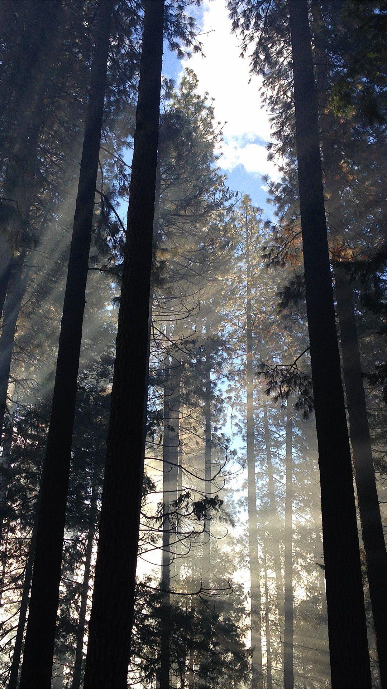 Android Forest Wallpapers - Top Free Android Forest Backgrounds ...