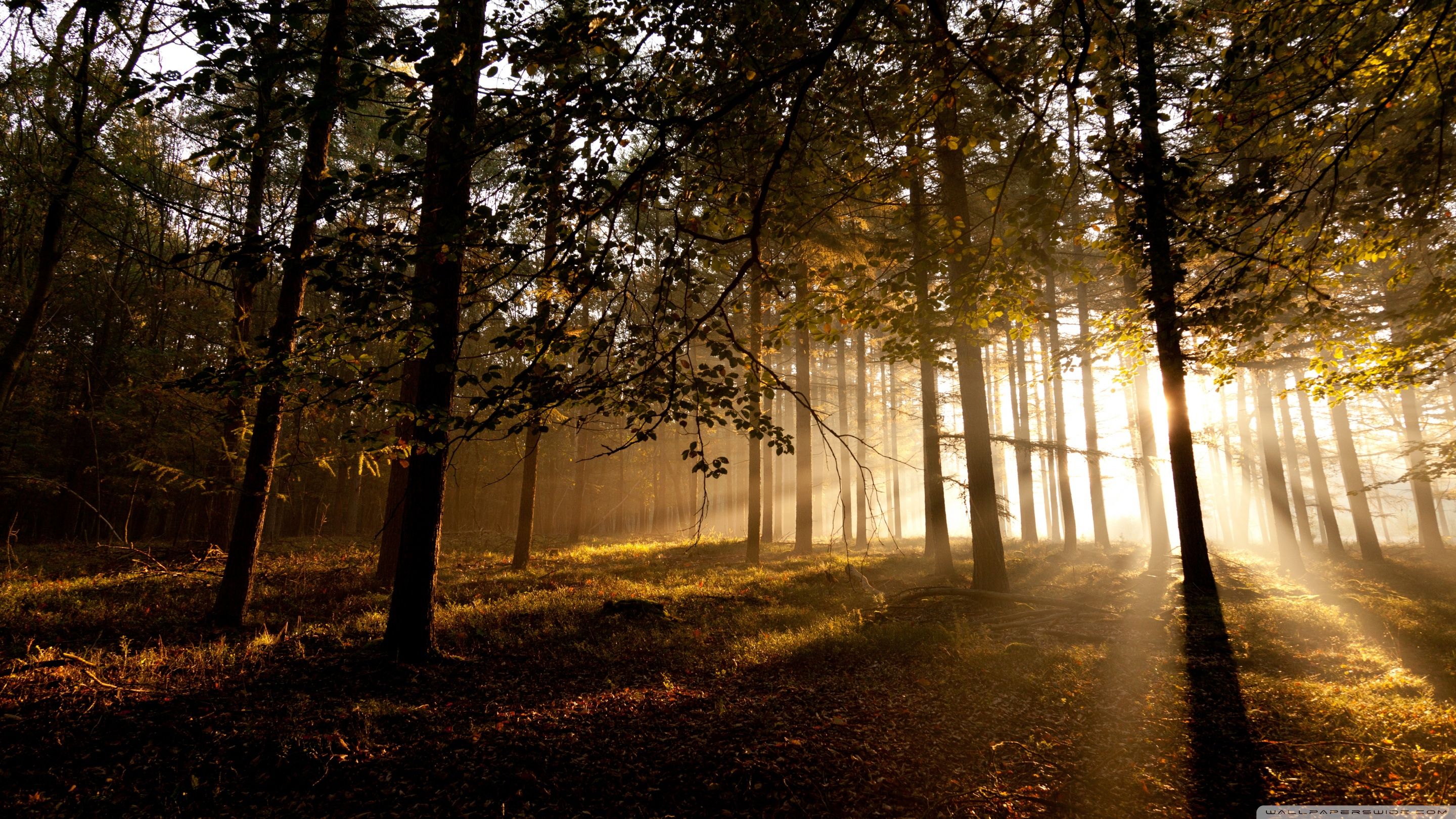 Mystic Falls Wallpapers - Top Free Mystic Falls Backgrounds ...