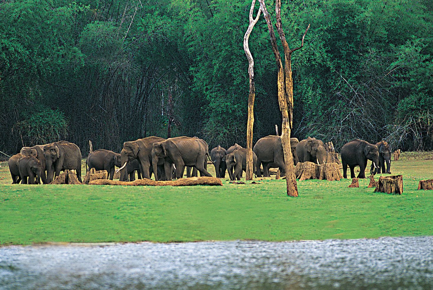 Thekkady Wallpapers - Top Free Thekkady Backgrounds - WallpaperAccess