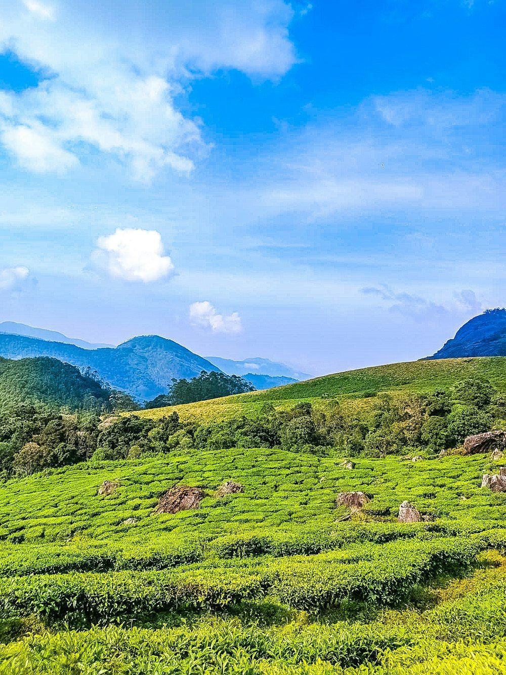 Thekkady Wallpapers - Top Free Thekkady Backgrounds - WallpaperAccess