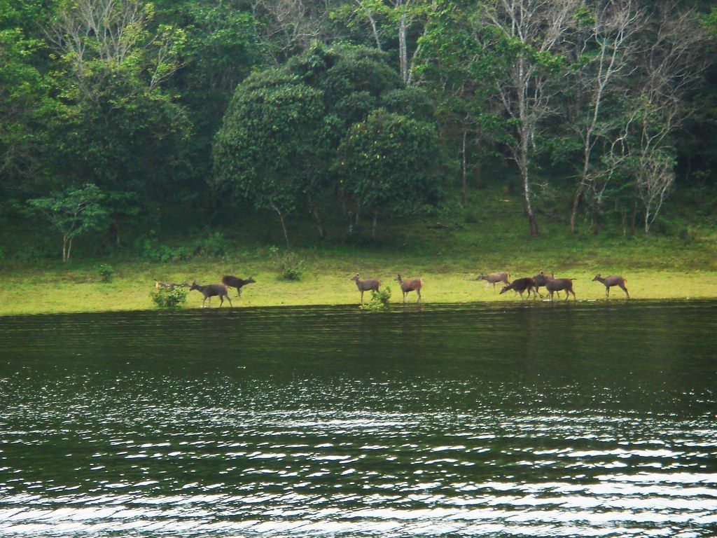 Thekkady Wallpapers - Top Free Thekkady Backgrounds - WallpaperAccess