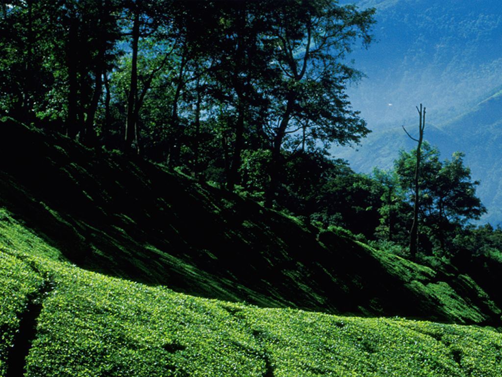Thekkady Wallpapers - Top Free Thekkady Backgrounds - WallpaperAccess