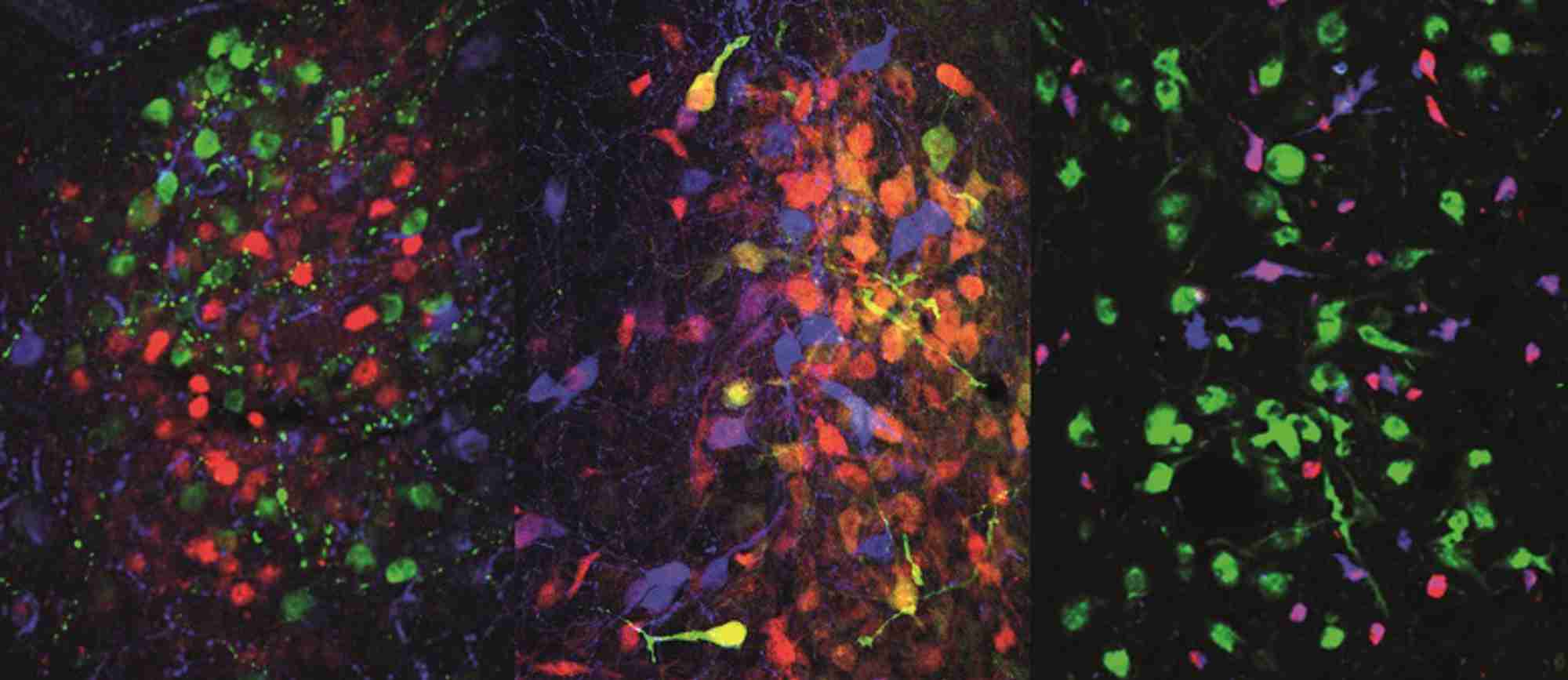 Endocrinology Wallpapers - Top Free Endocrinology Backgrounds ...