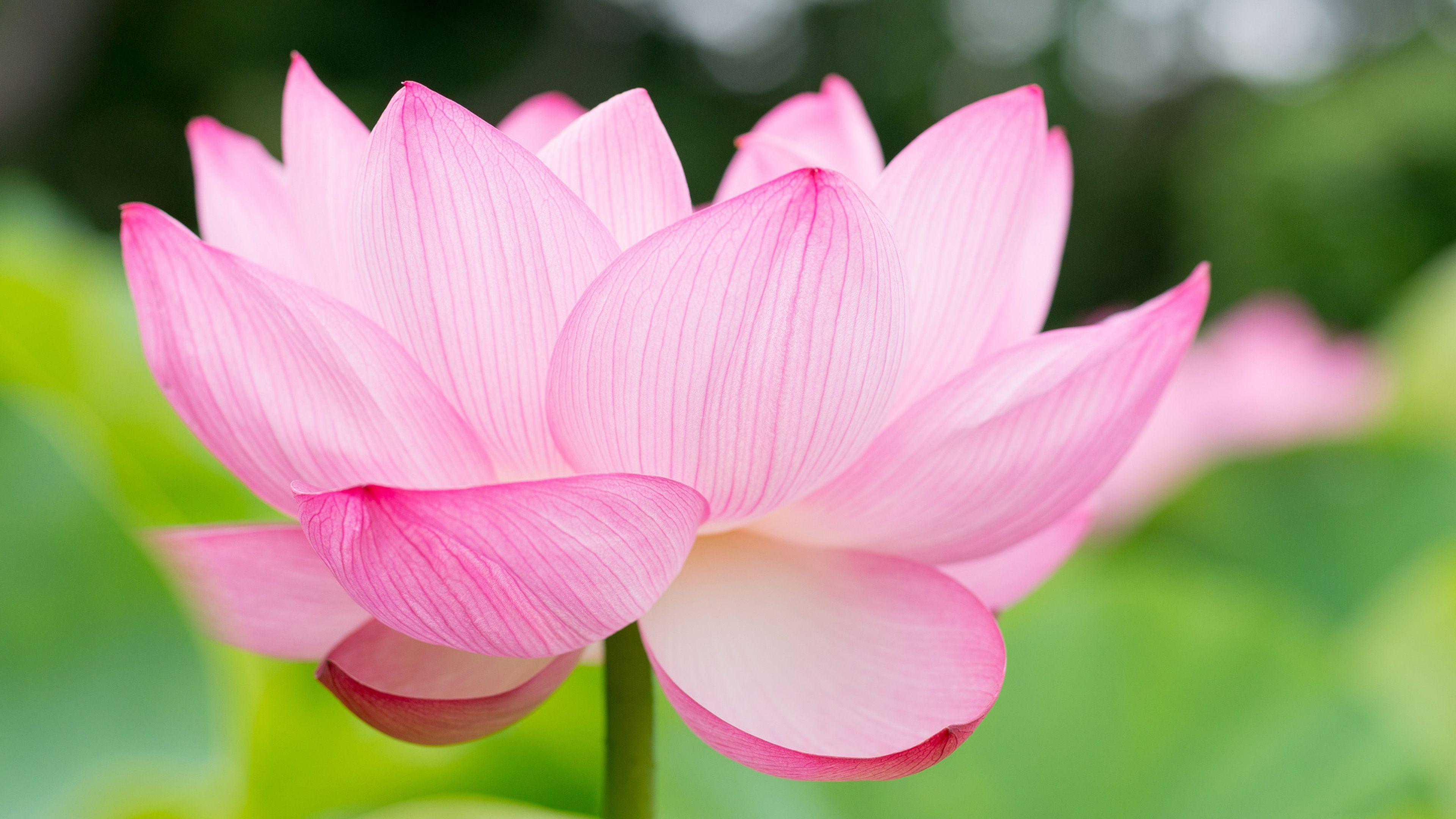 Lotus Desktop Wallpapers - Top Free Lotus Desktop Backgrounds ...