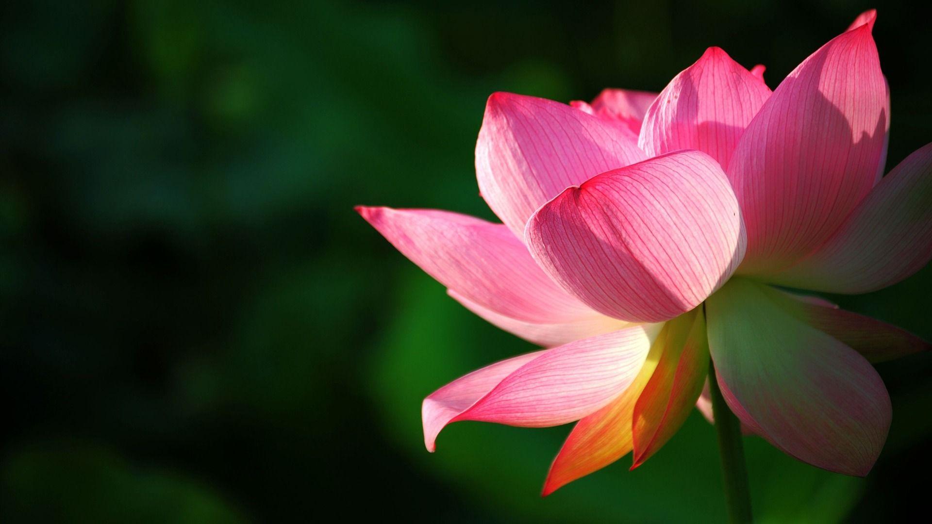 Lotus Desktop Wallpapers - Top Free Lotus Desktop Backgrounds ...