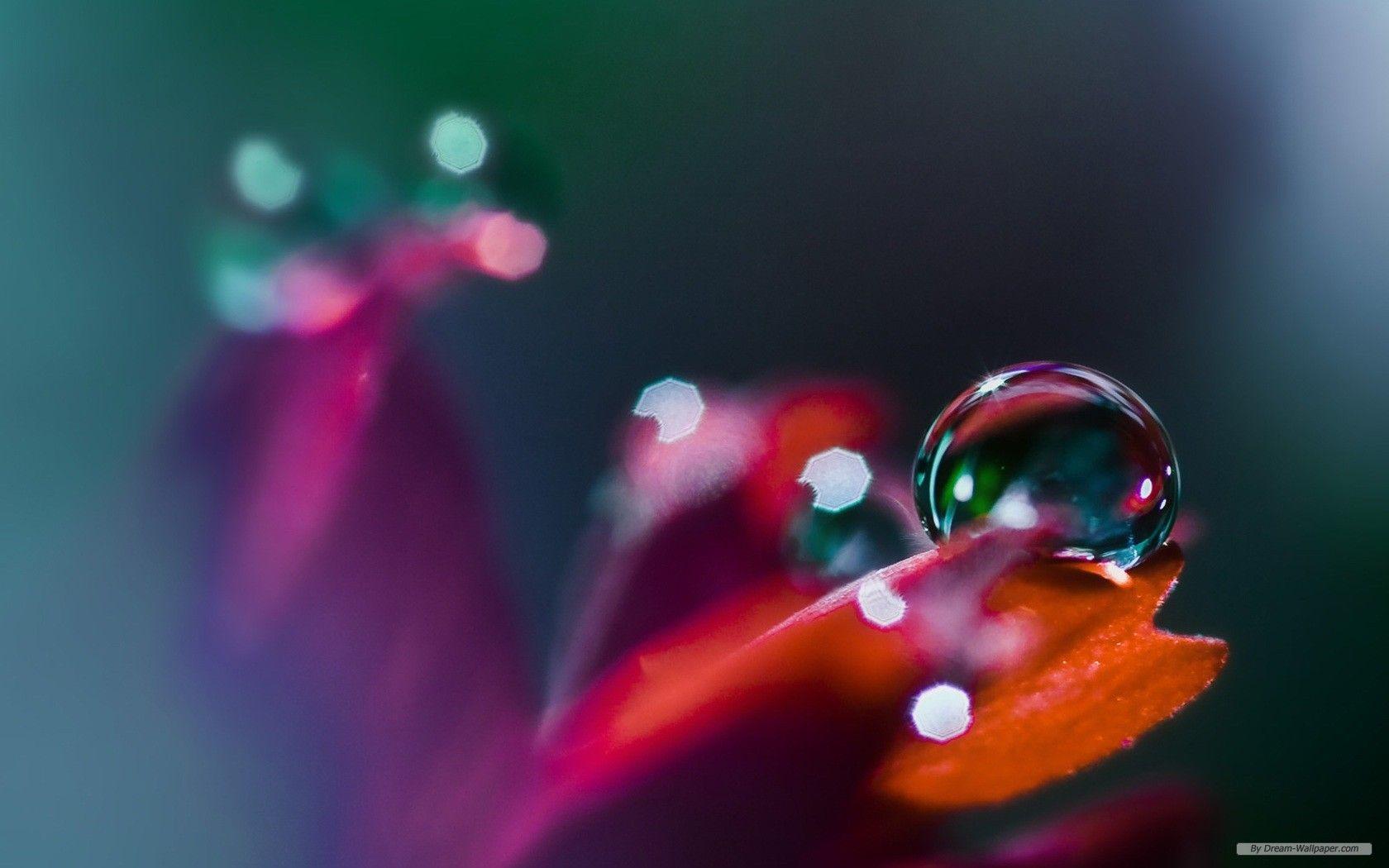 Water Flower Wallpapers - Top Free Water Flower Backgrounds ...