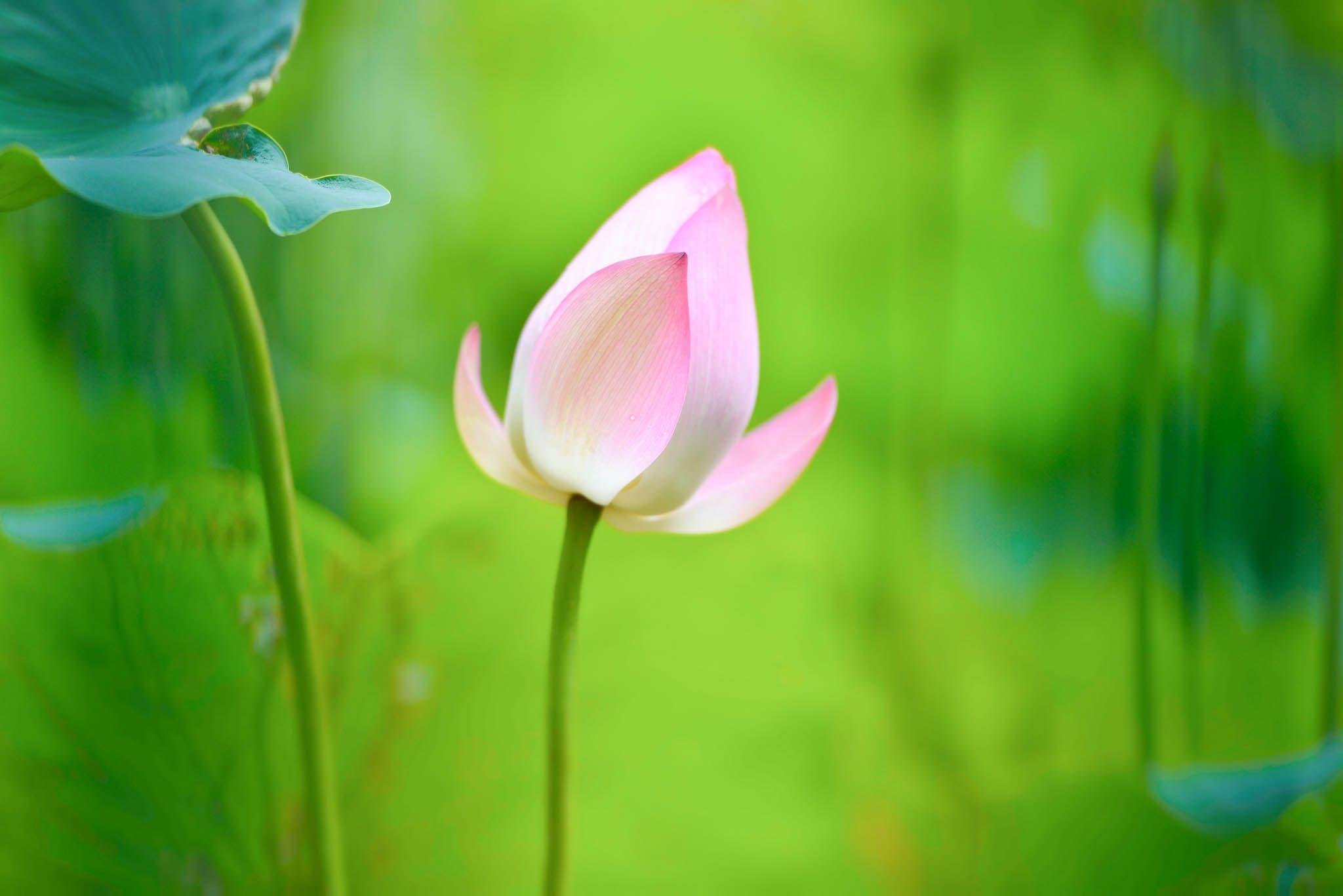 Lotus Desktop Wallpapers - Top Free Lotus Desktop Backgrounds ...