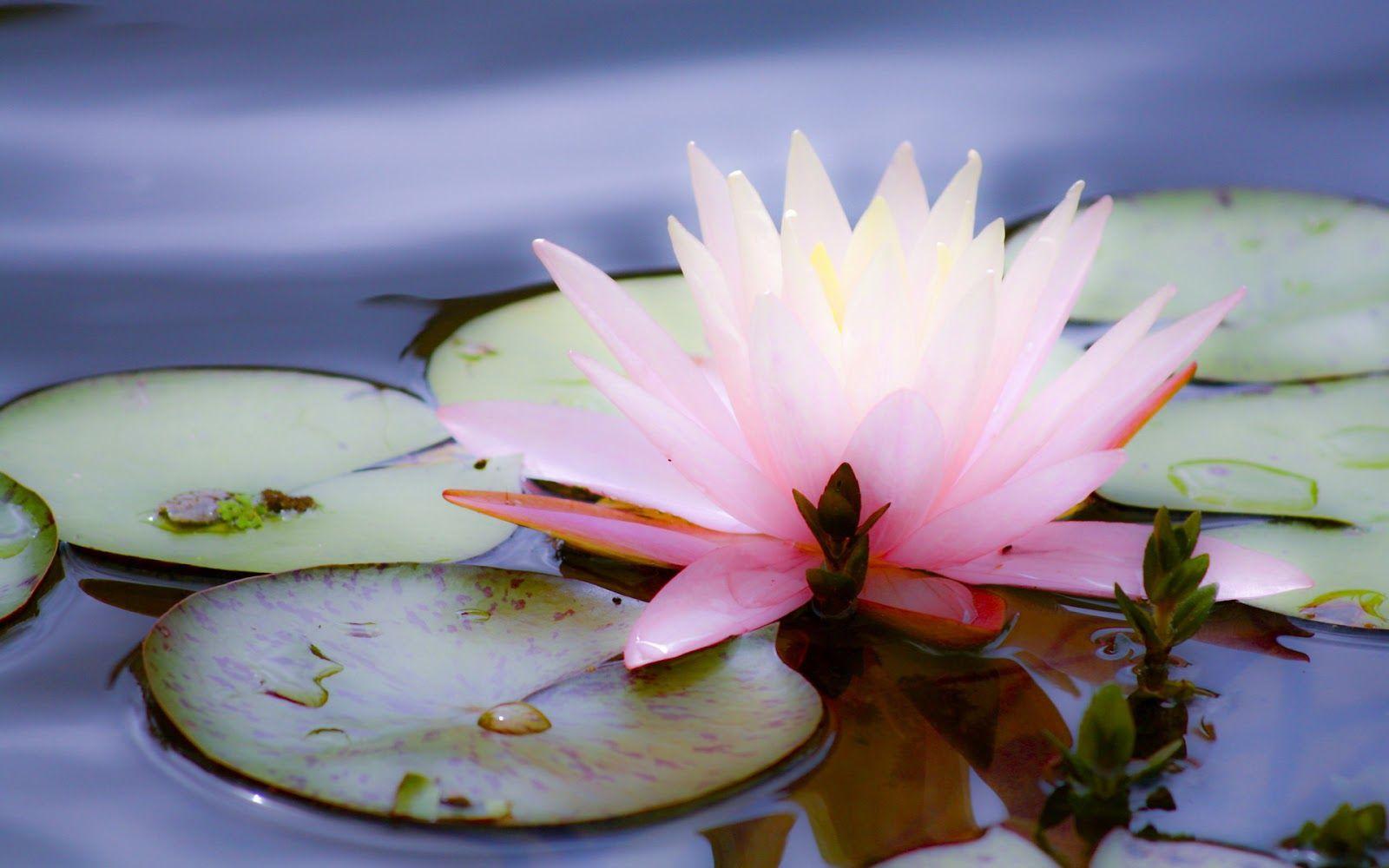 Lotus Desktop Wallpapers - Top Free Lotus Desktop Backgrounds ...