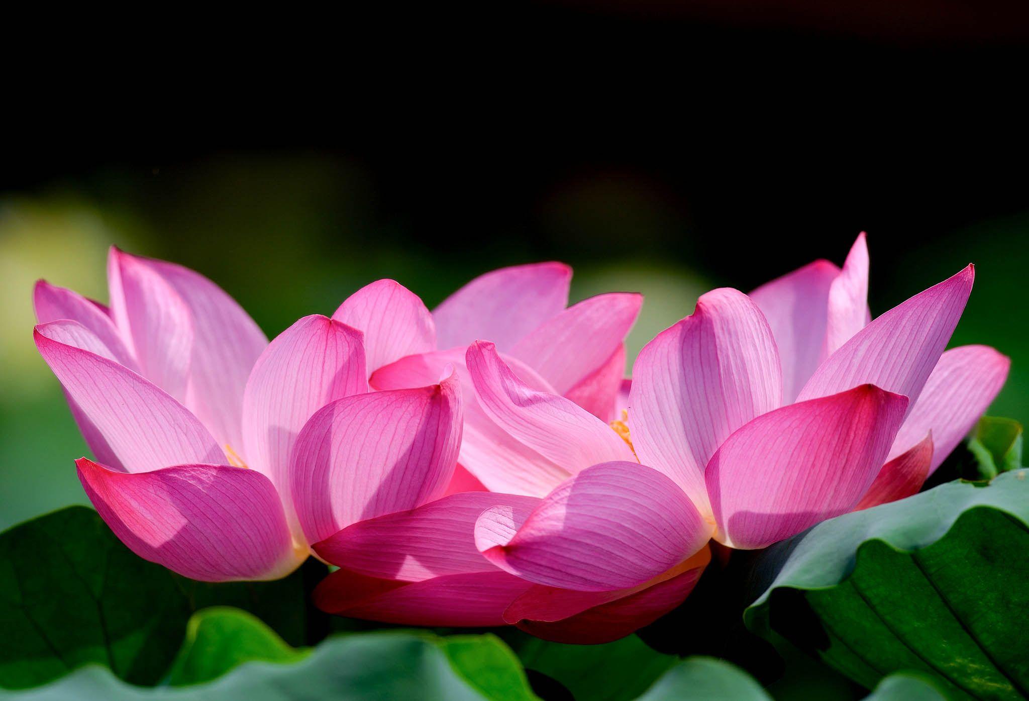 Lotus Desktop Wallpapers - Top Free Lotus Desktop Backgrounds ...