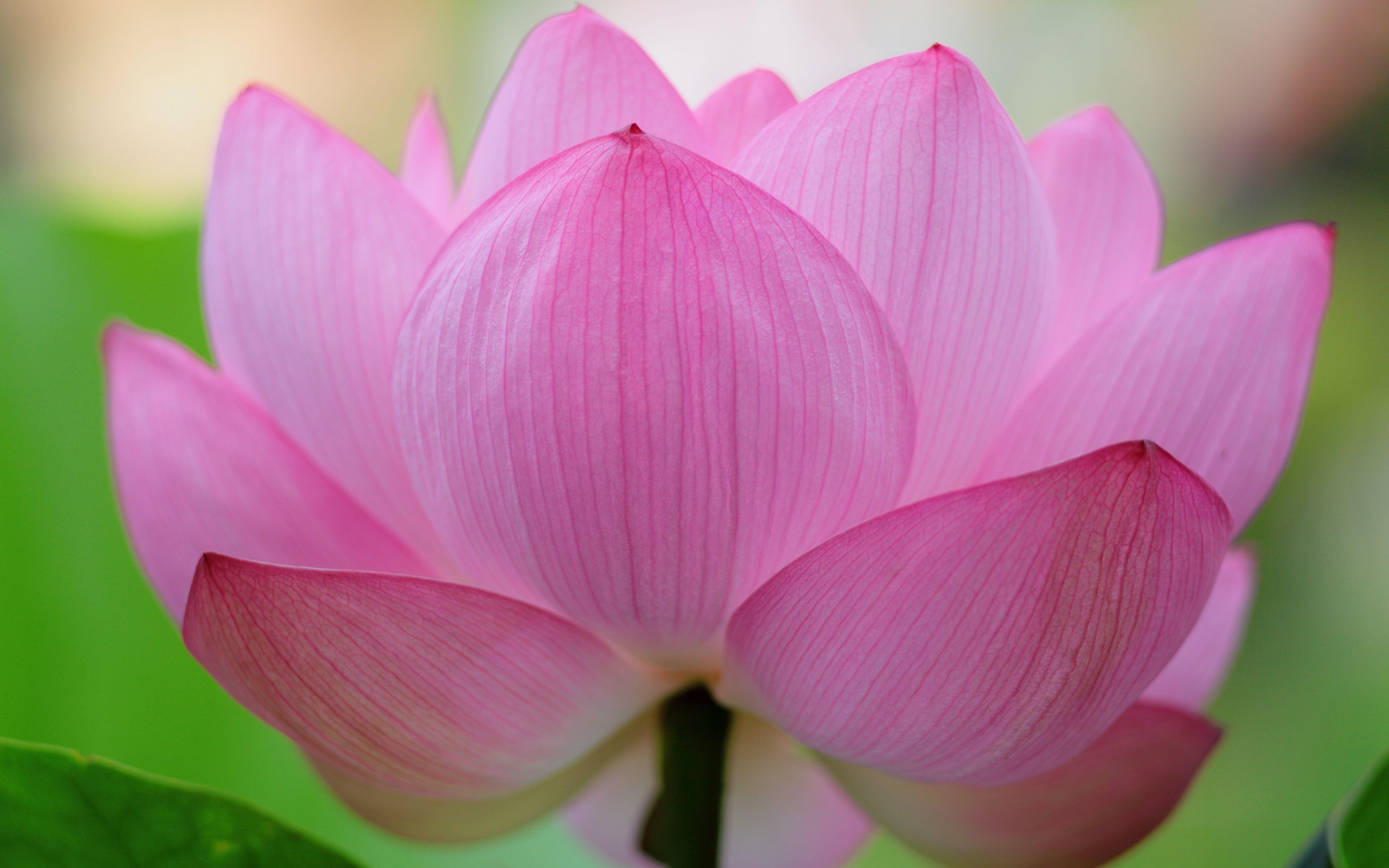 Pink Lotus Wallpapers - Top Free Pink Lotus Backgrounds - WallpaperAccess