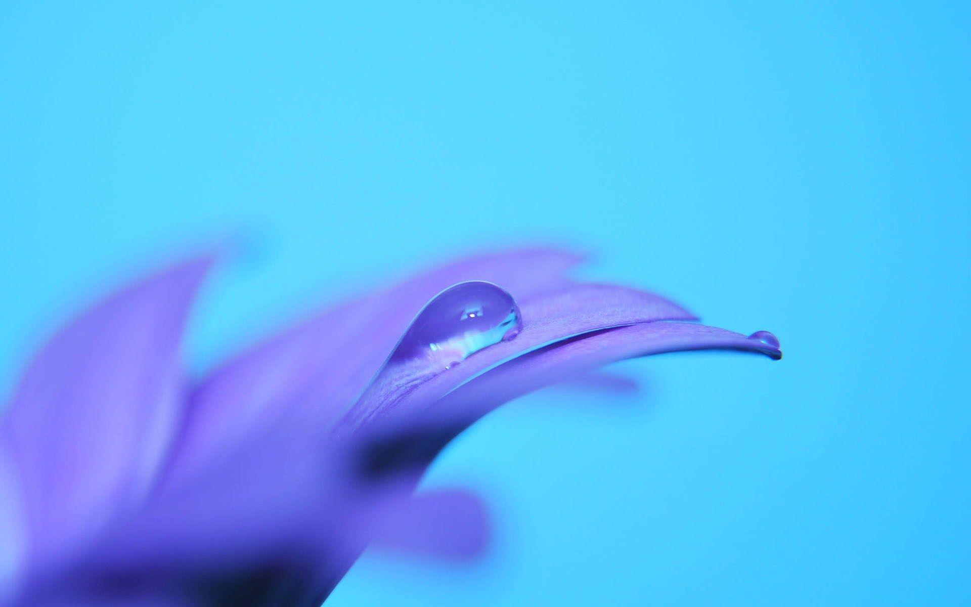 Water Flower Wallpapers - Top Free Water Flower Backgrounds ...