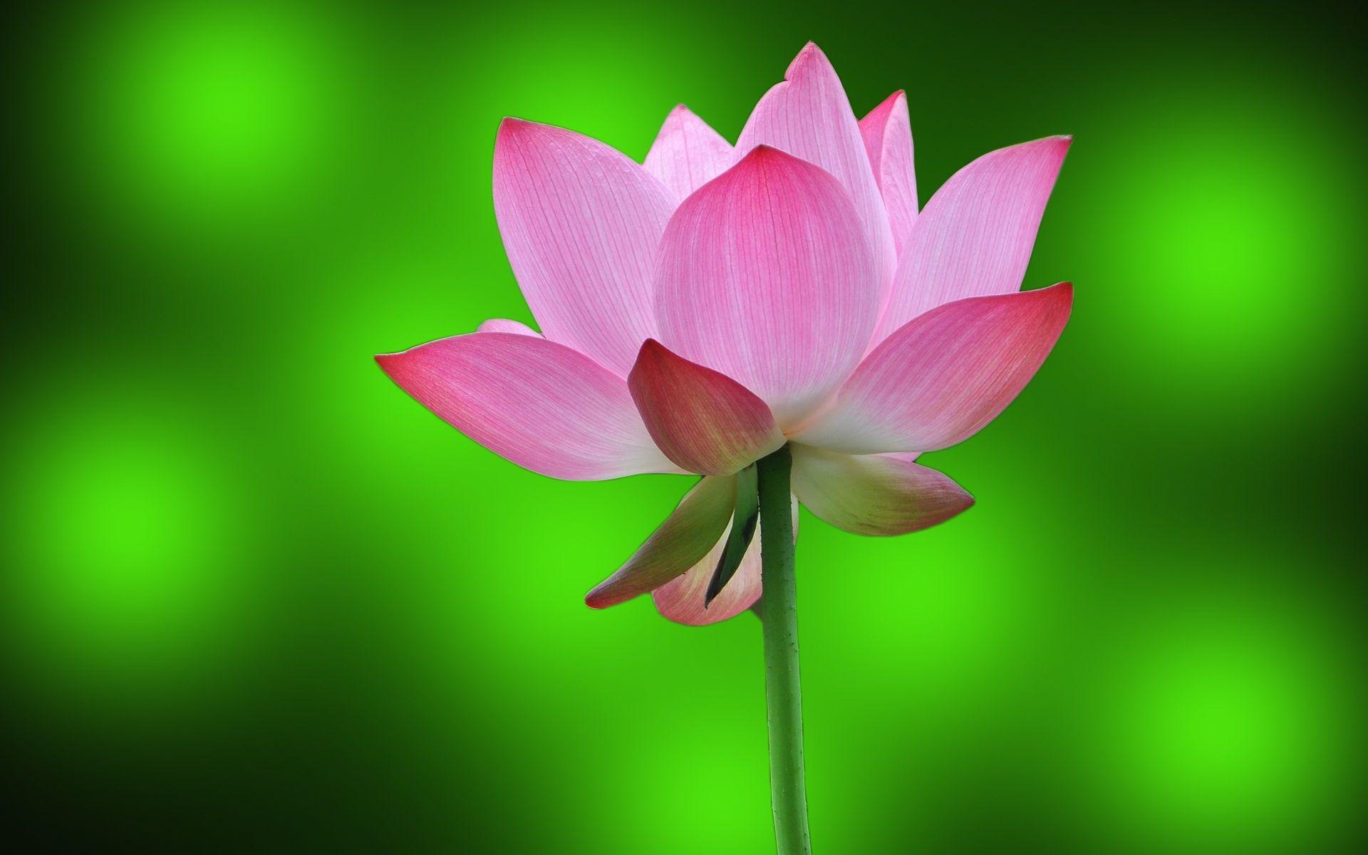 Lotus Art Wallpapers - Top Free Lotus Art Backgrounds - WallpaperAccess