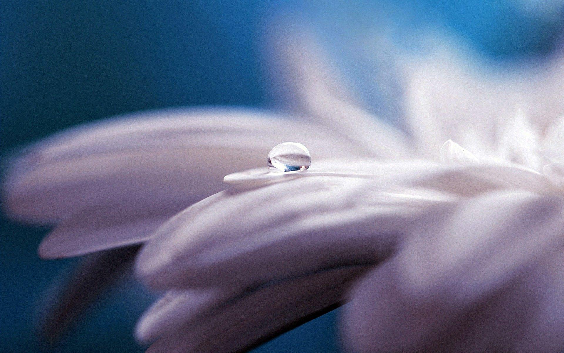 Water Flower Wallpapers - Top Free Water Flower Backgrounds ...
