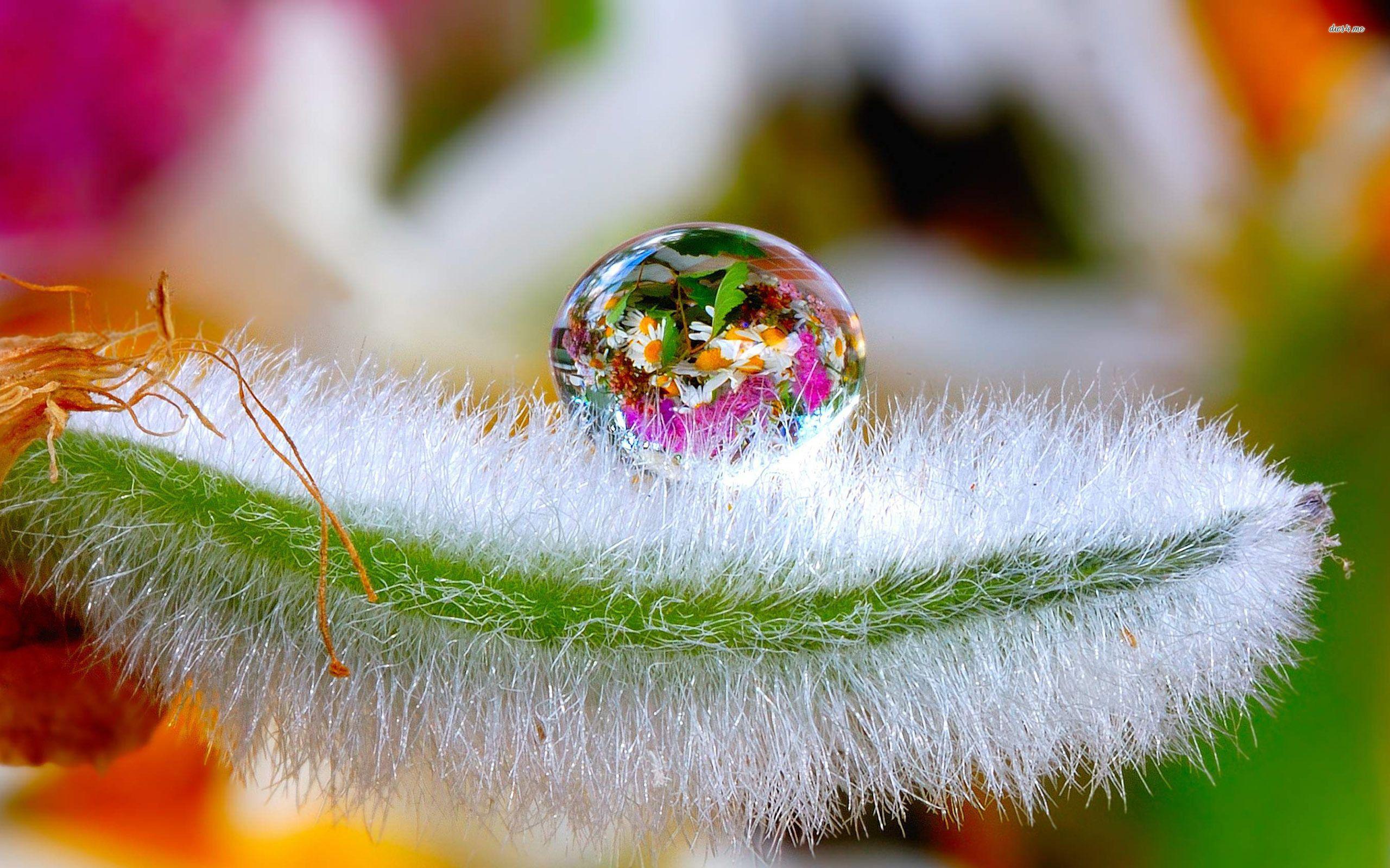 Water Flower Wallpapers - Top Free Water Flower Backgrounds ...