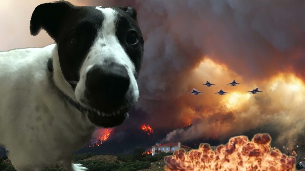 Garlic Dog Wallpapers - Top Free Garlic Dog Backgrounds - WallpaperAccess