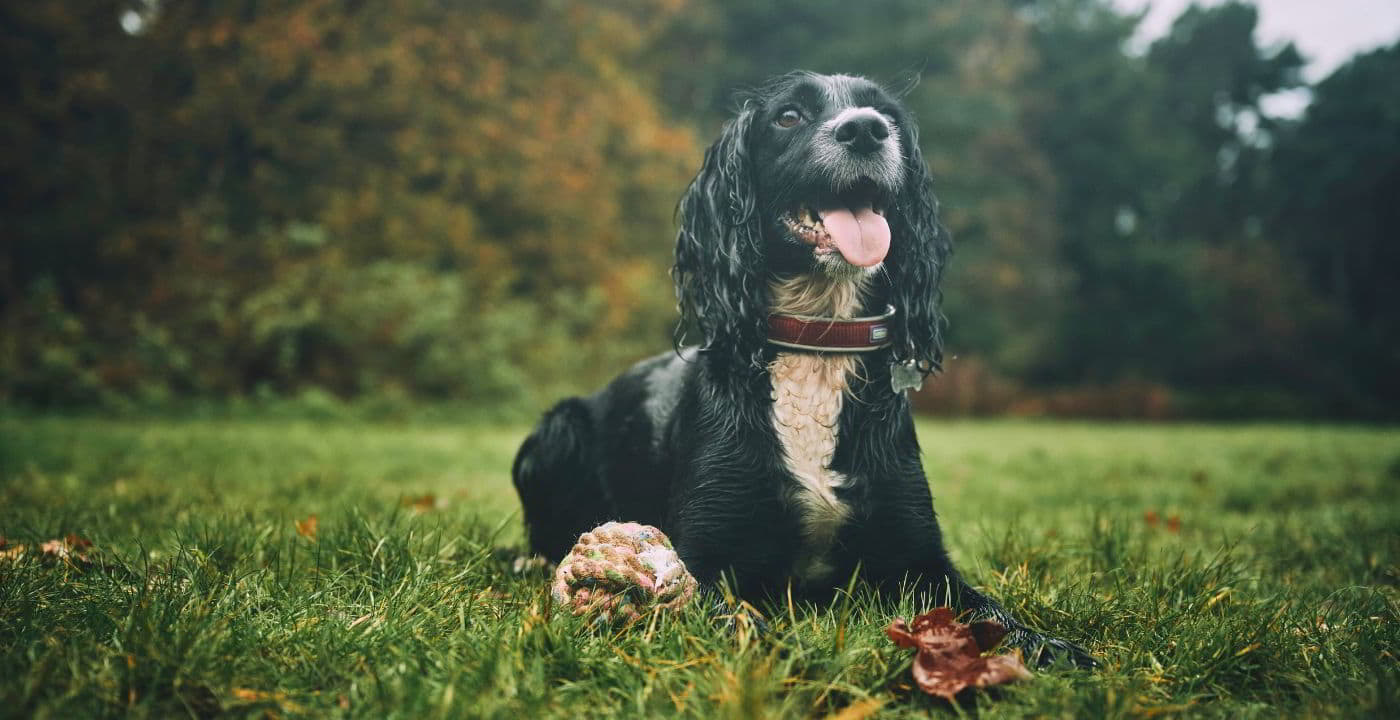 Garlic Dog Wallpapers - Top Free Garlic Dog Backgrounds - WallpaperAccess