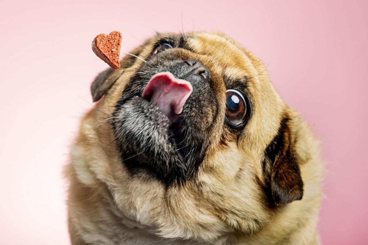 Garlic Dog Wallpapers - Top Free Garlic Dog Backgrounds - WallpaperAccess