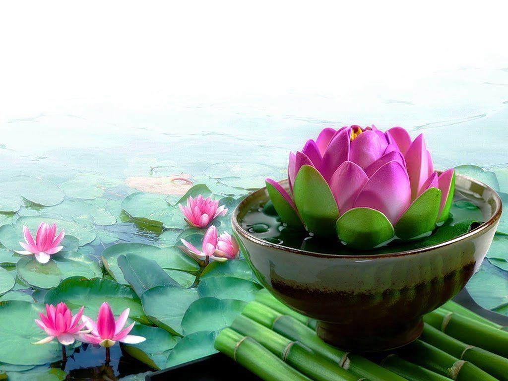 Lotus Zen Wallpapers - Top Free Lotus Zen Backgrounds - WallpaperAccess