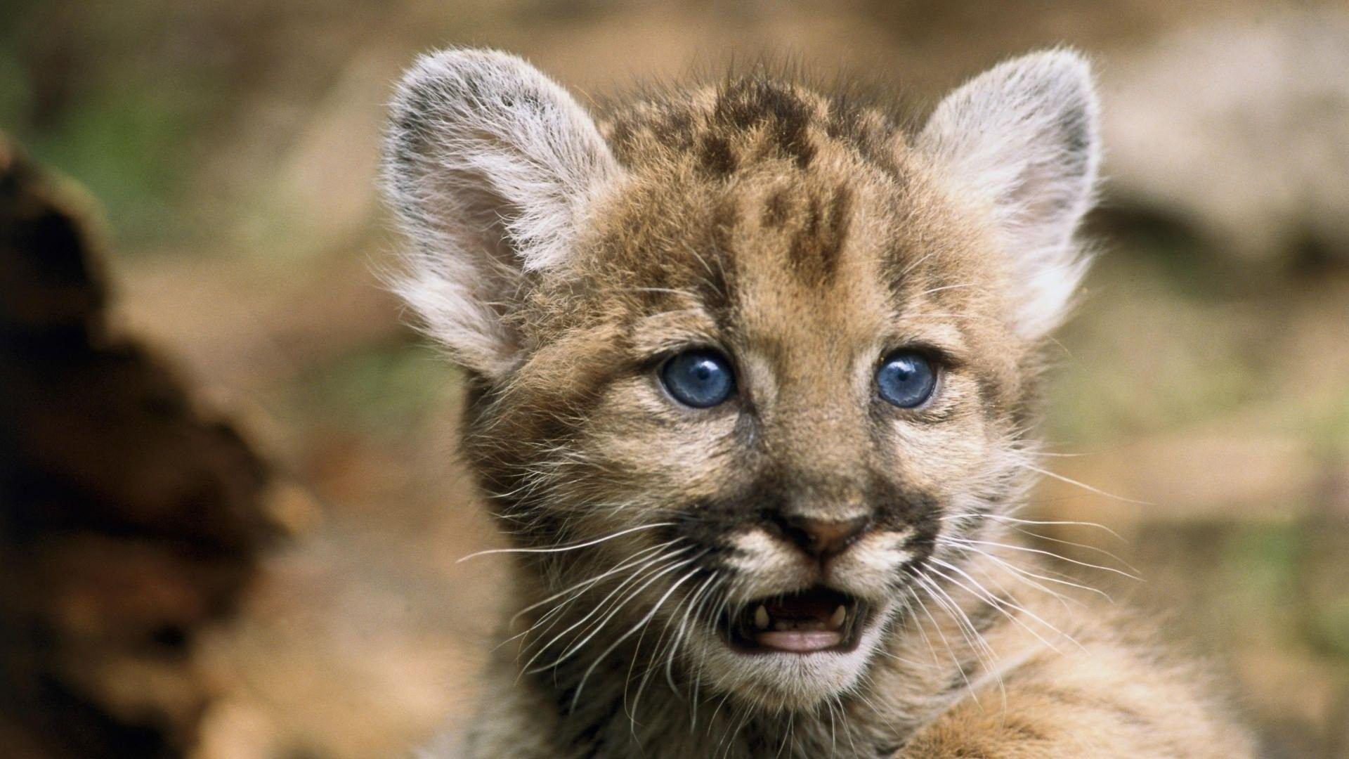 Animals 4k Wallpapers - Top Free Animals 4k Backgrounds - WallpaperAccess