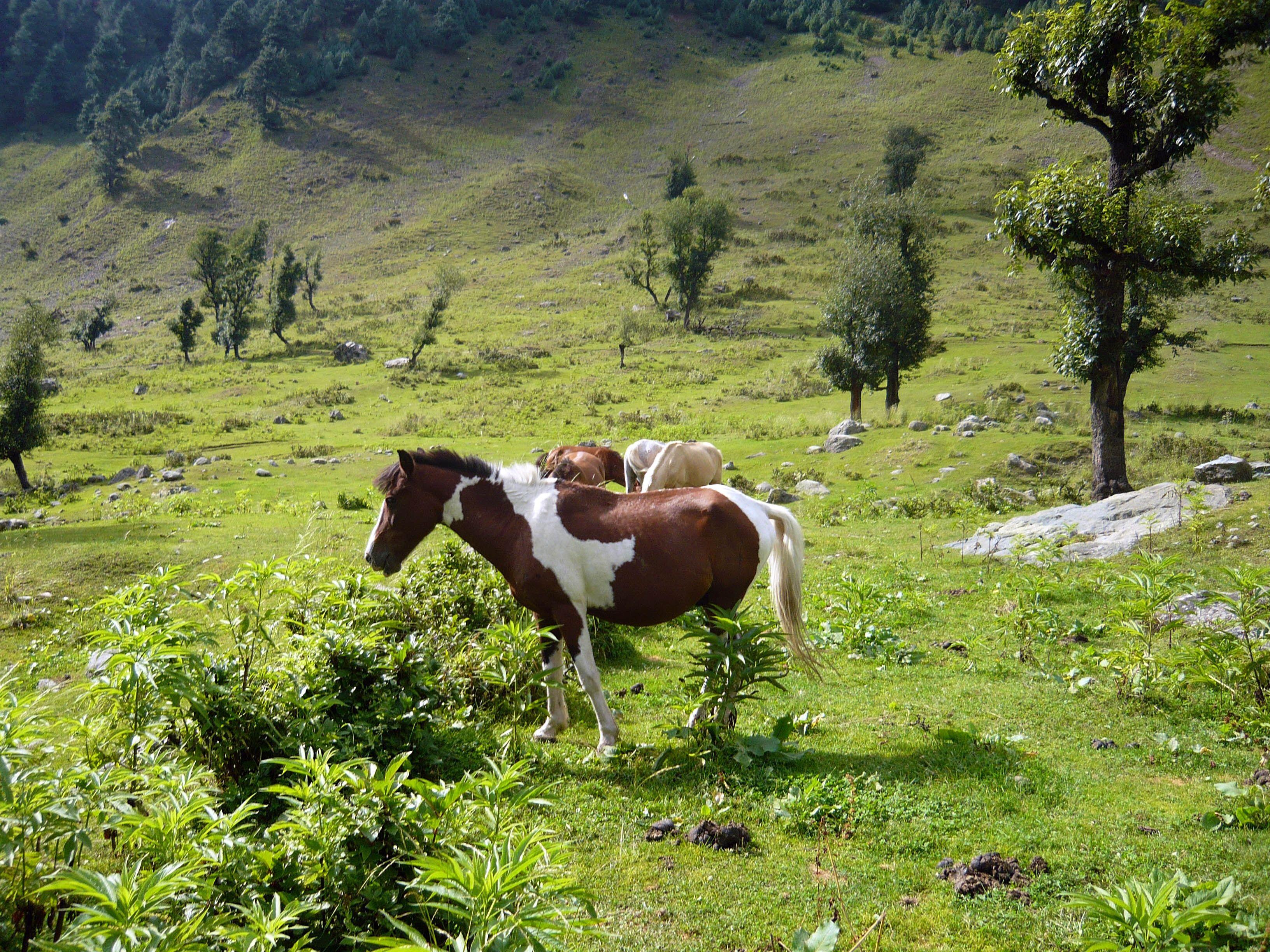 4K Animal Wallpapers - Top Free 4K Animal Backgrounds - WallpaperAccess