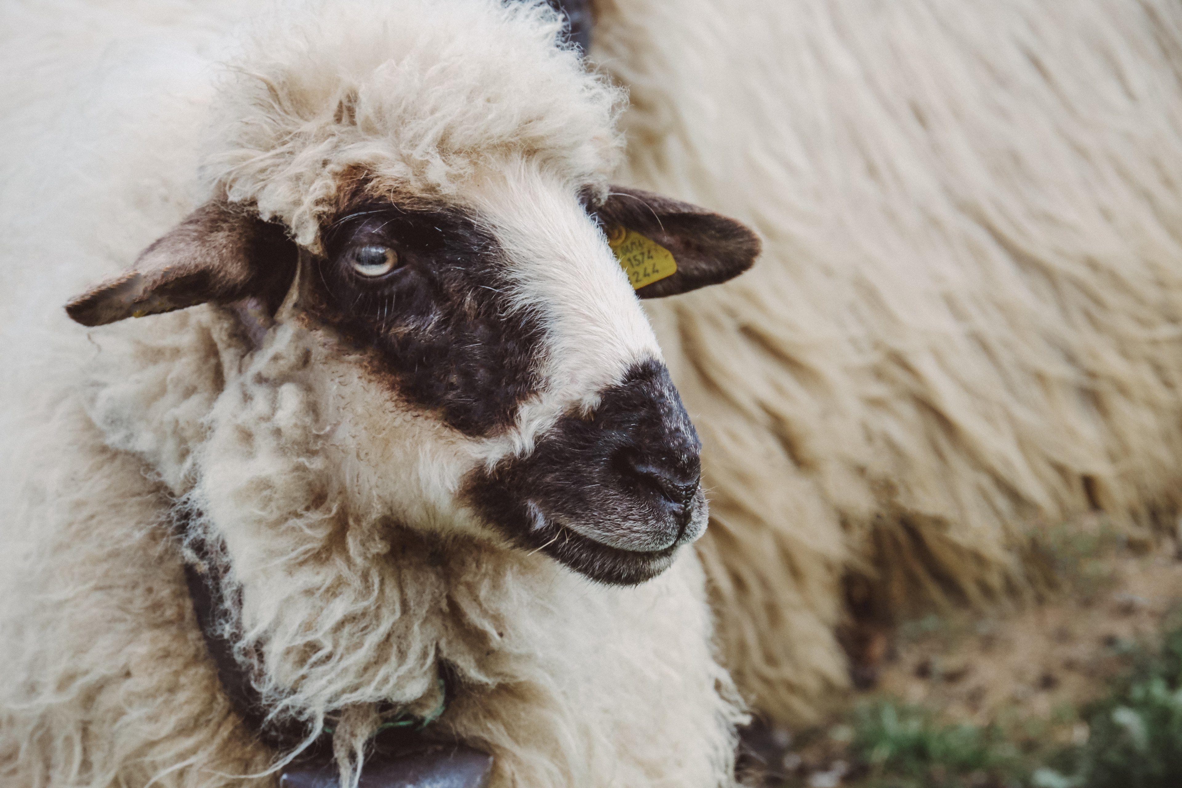 4K Animal Wallpapers - Top Free 4K Animal Backgrounds - WallpaperAccess