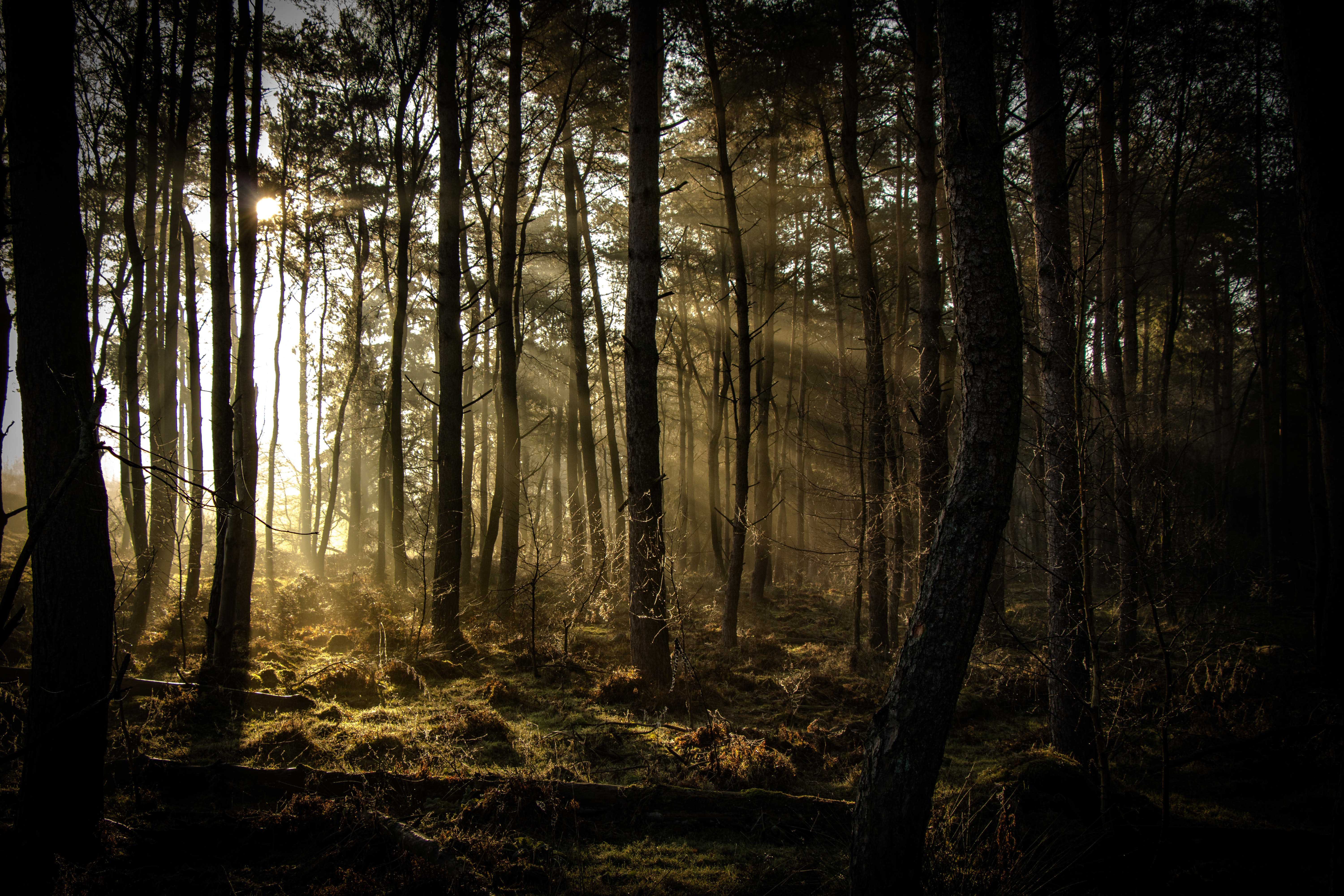 Morning Light Wallpapers - Top Free Morning Light Backgrounds ...