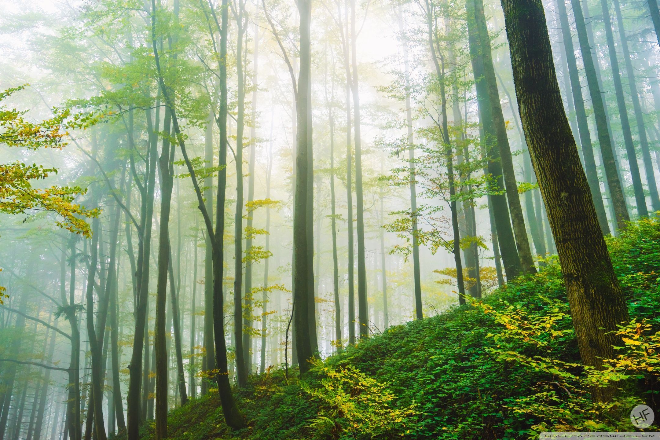 Morning Light Wallpapers - Top Free Morning Light Backgrounds ...