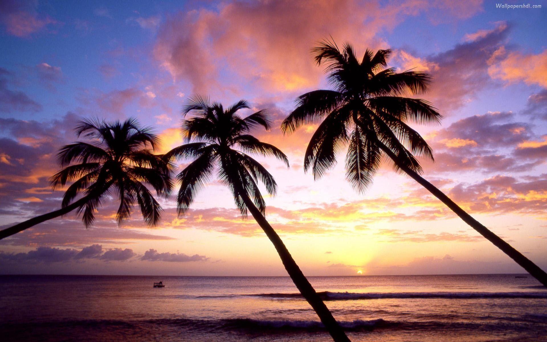 Palm Tree Desktop Wallpapers - Top Free Palm Tree Desktop Backgrounds ...