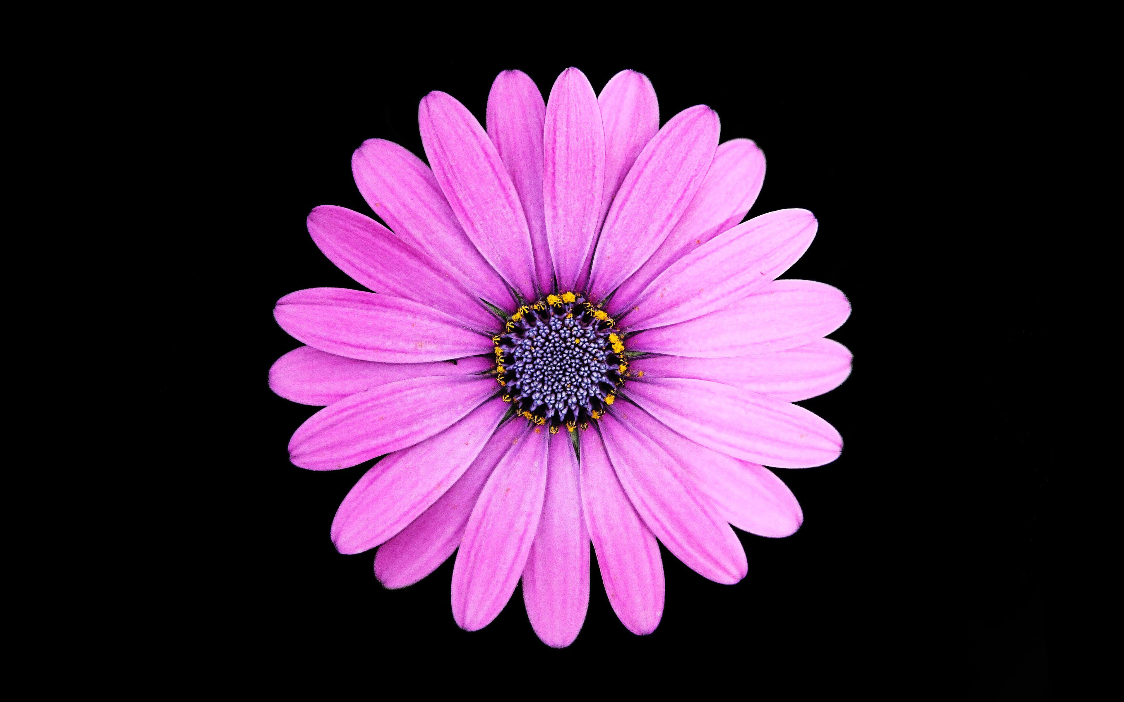 Daisy 4k Wallpapers - Top Free Daisy 4k Backgrounds - WallpaperAccess