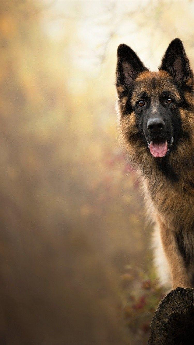 Dogs iPhone Wallpapers - Top Free Dogs iPhone Backgrounds - WallpaperAccess
