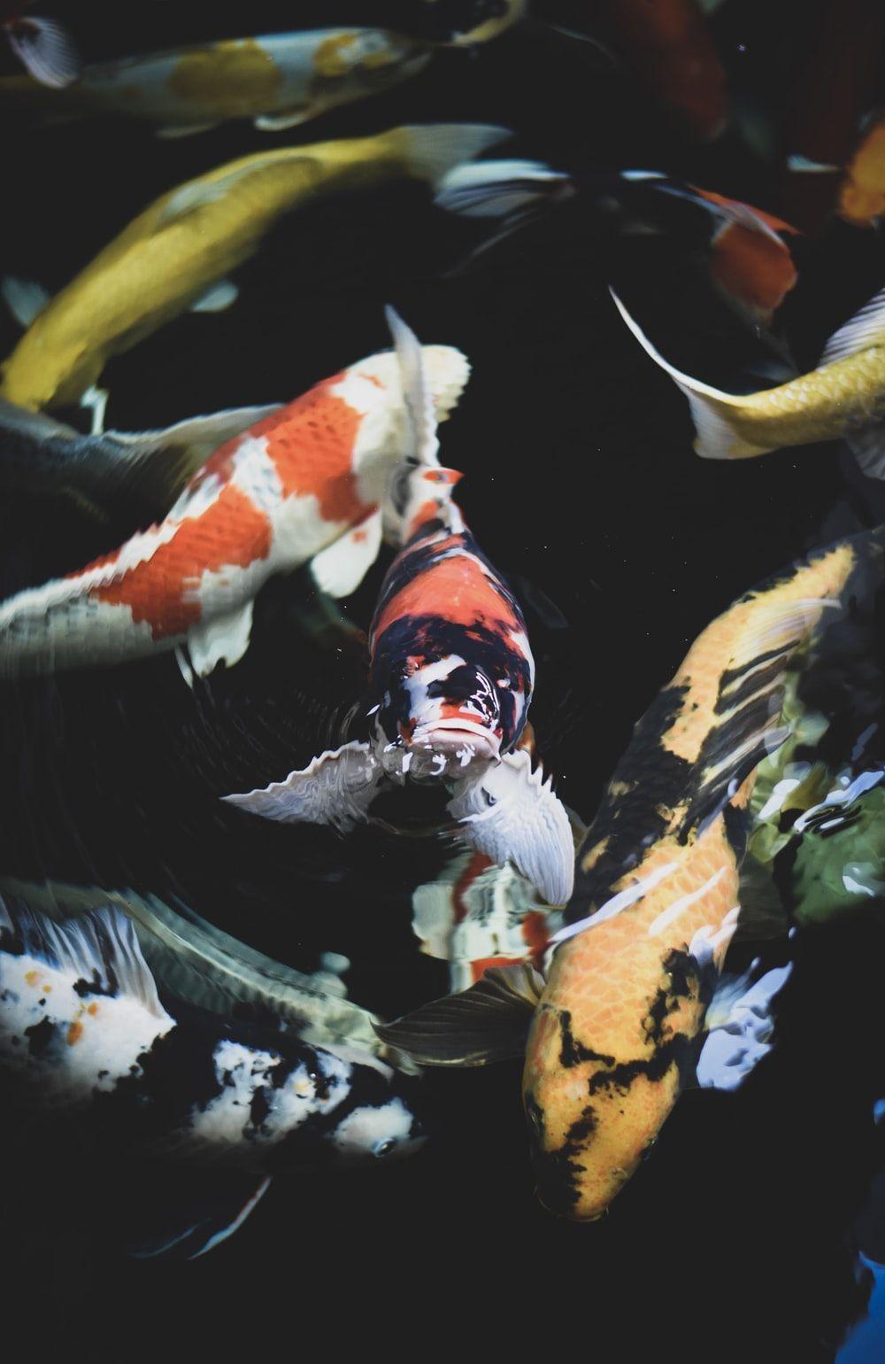 Live Koi Fish 4K Wallpapers - Top Free Live Koi Fish 4K Backgrounds ...