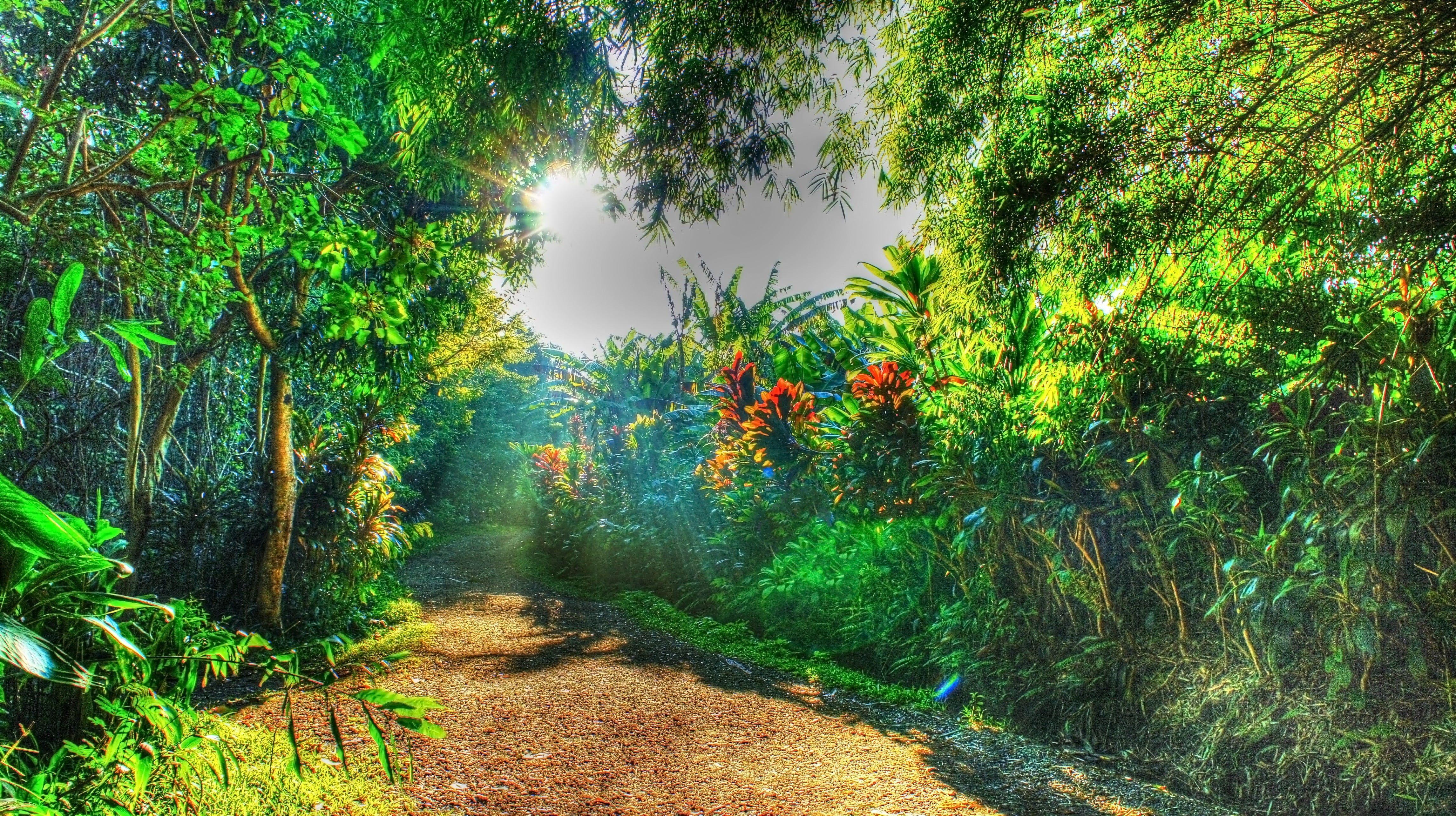 Hawaii Forest Wallpapers - Top Free Hawaii Forest Backgrounds ...