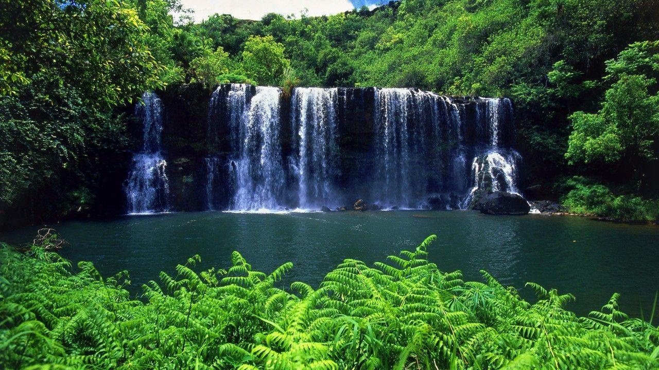 Hawaii Forest Wallpapers - Top Free Hawaii Forest Backgrounds ...