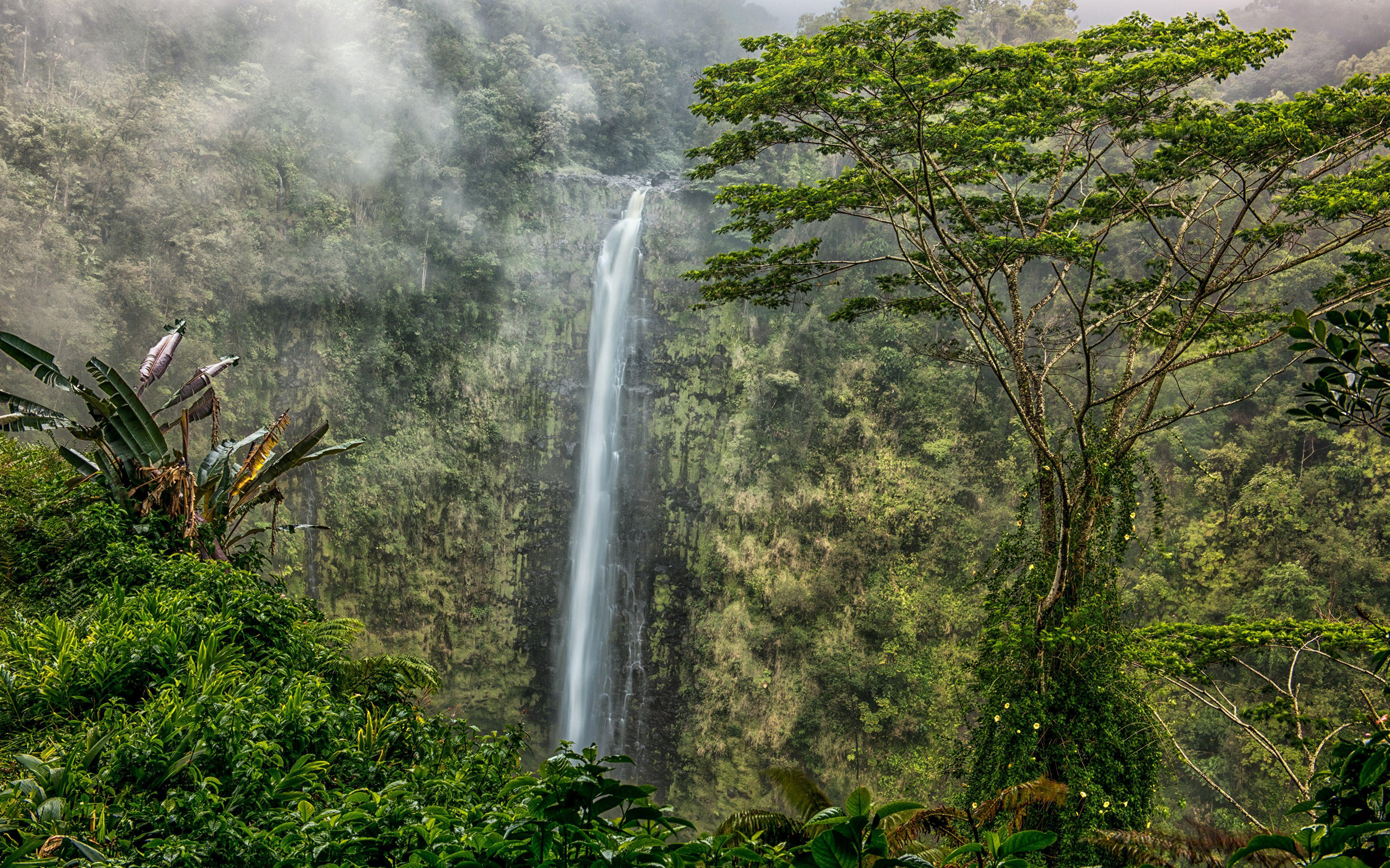 Hawaii Forest Wallpapers - Top Free Hawaii Forest Backgrounds ...