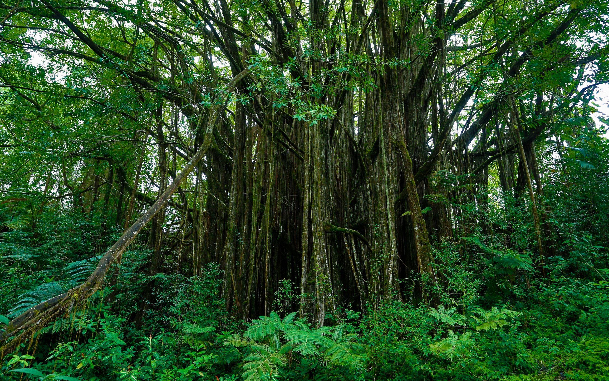 Hawaii Forest Wallpapers - Top Free Hawaii Forest Backgrounds ...