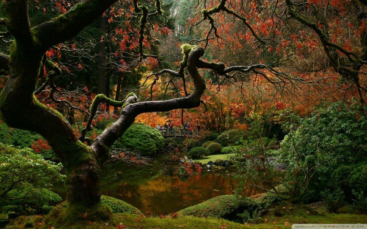 Hawaii Forest Wallpapers - Top Free Hawaii Forest Backgrounds ...
