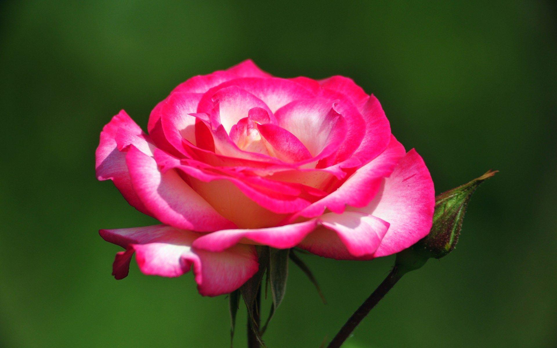 Really Nice Flower Wallpapers - Top Free Really Nice Flower Backgrounds ...