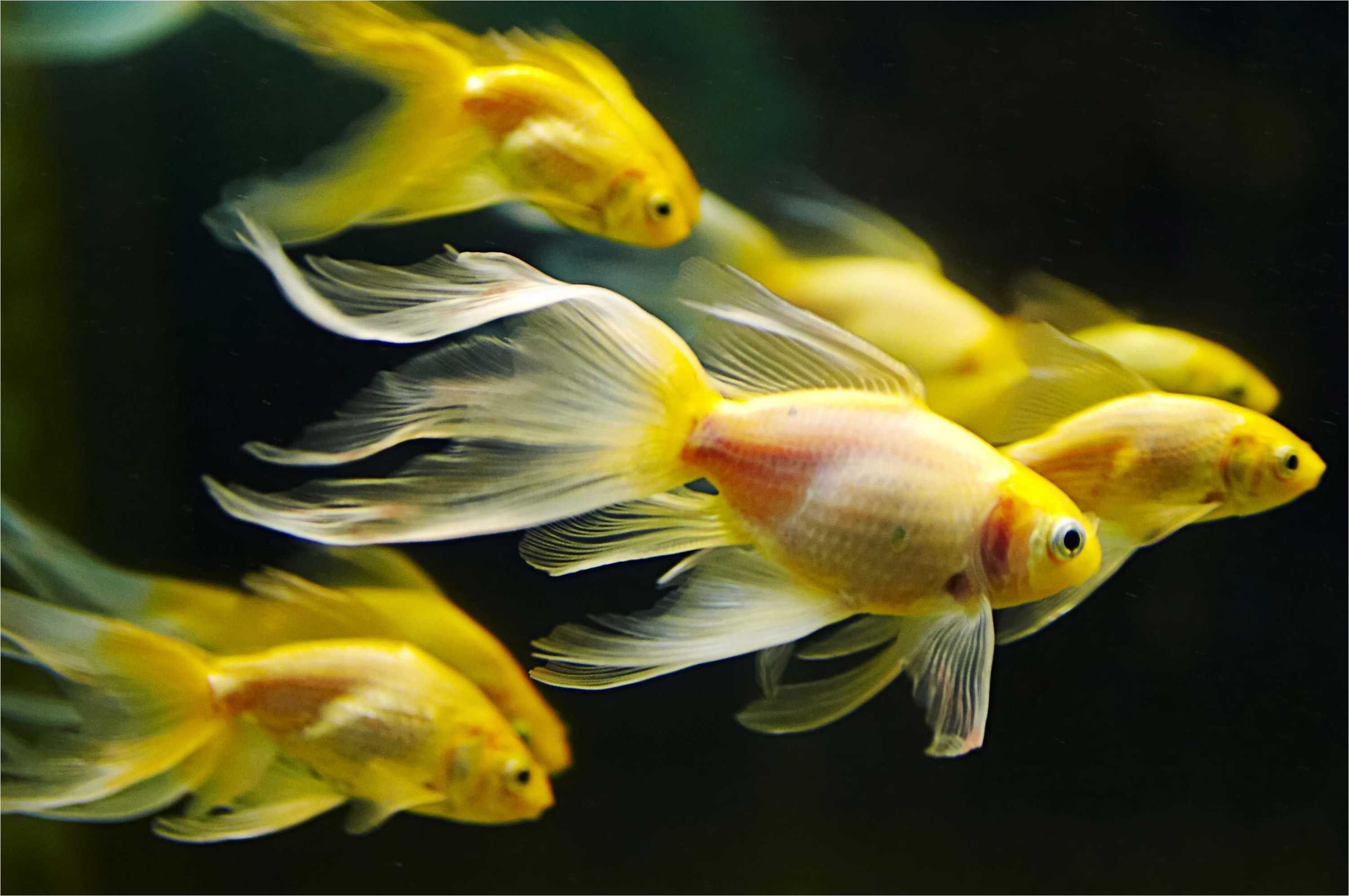 Goldfish Desktop Wallpapers - Top Free Goldfish Desktop Backgrounds ...