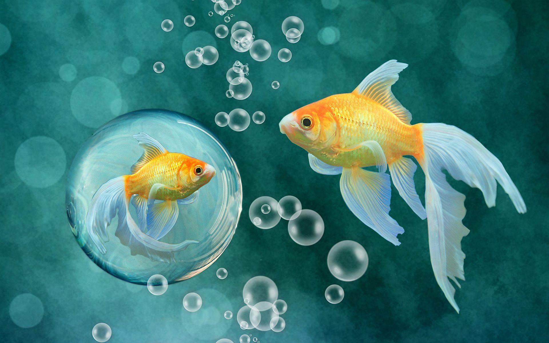 Goldfish Wallpapers - Top Free Goldfish Backgrounds - WallpaperAccess