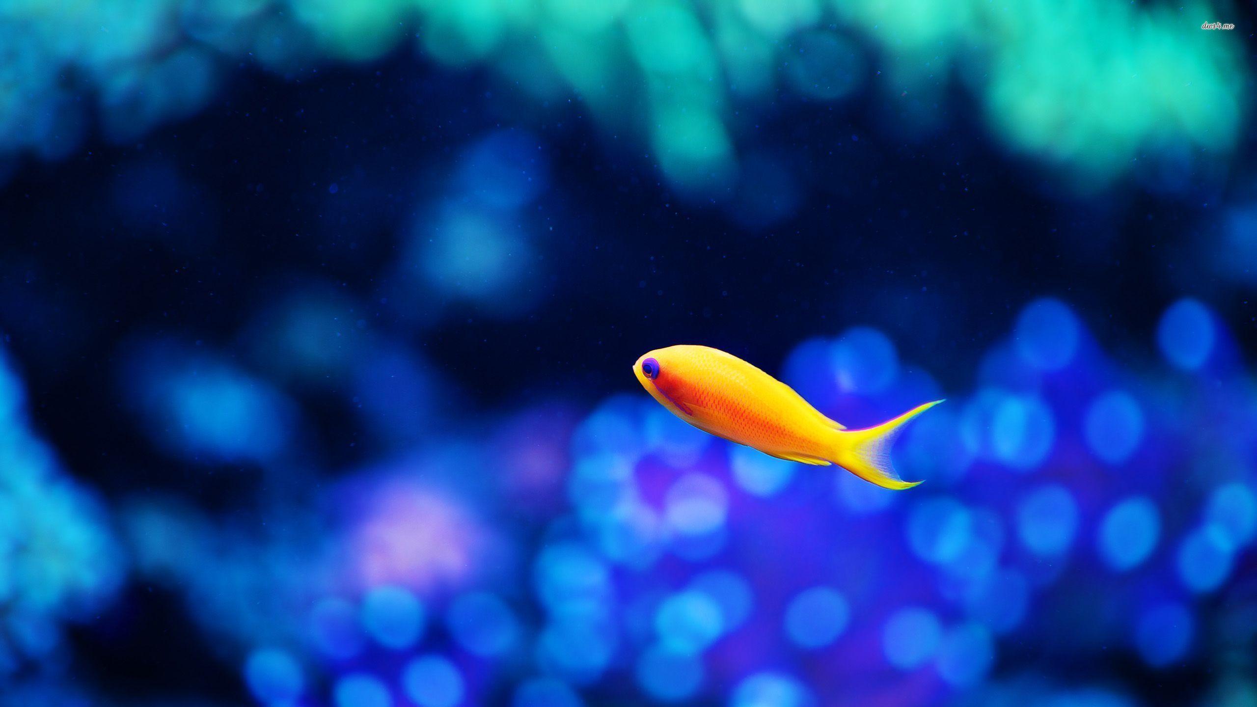 Goldfish Wallpapers - Top Free Goldfish Backgrounds - WallpaperAccess